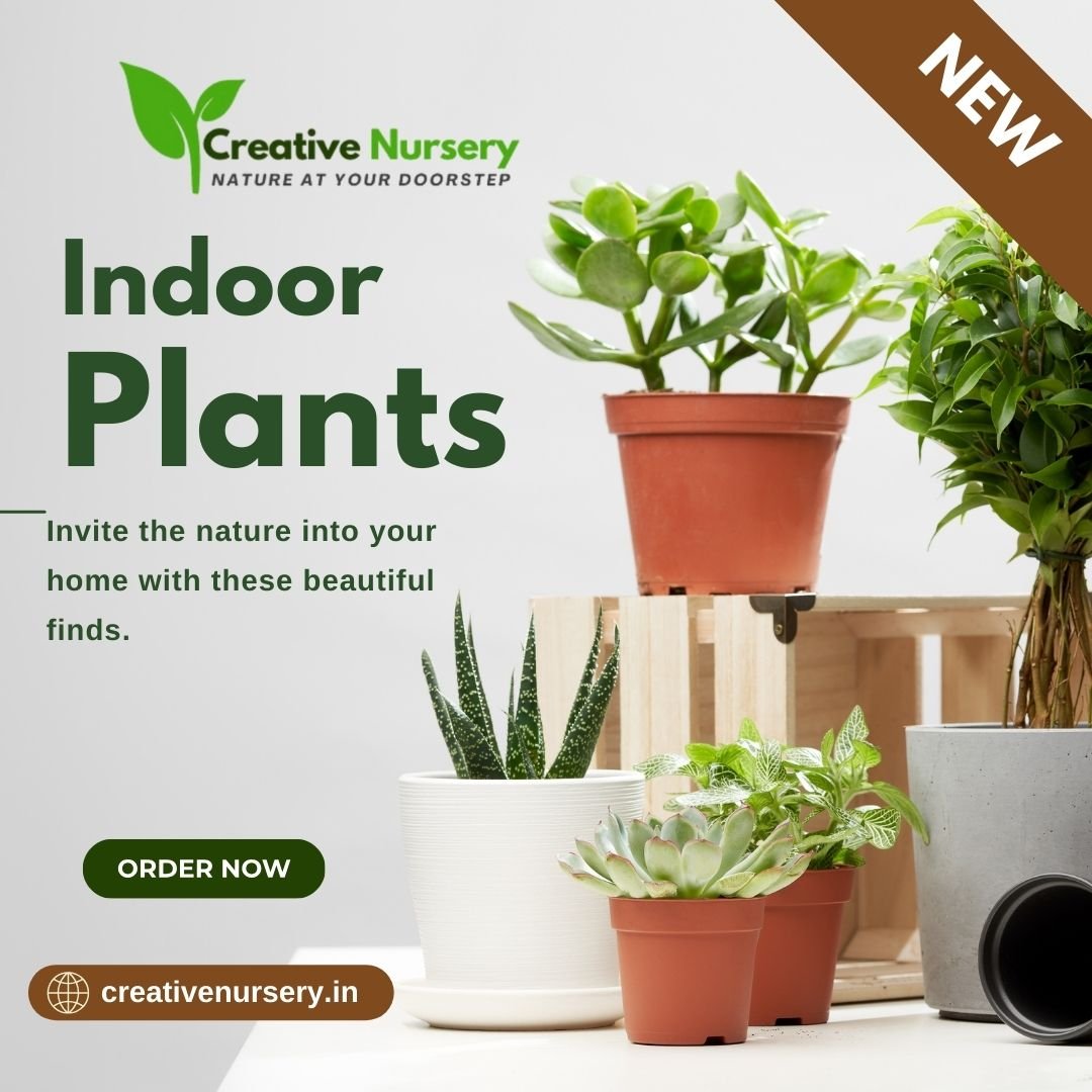 Product categories: Indoor Plants - Creative Nursery